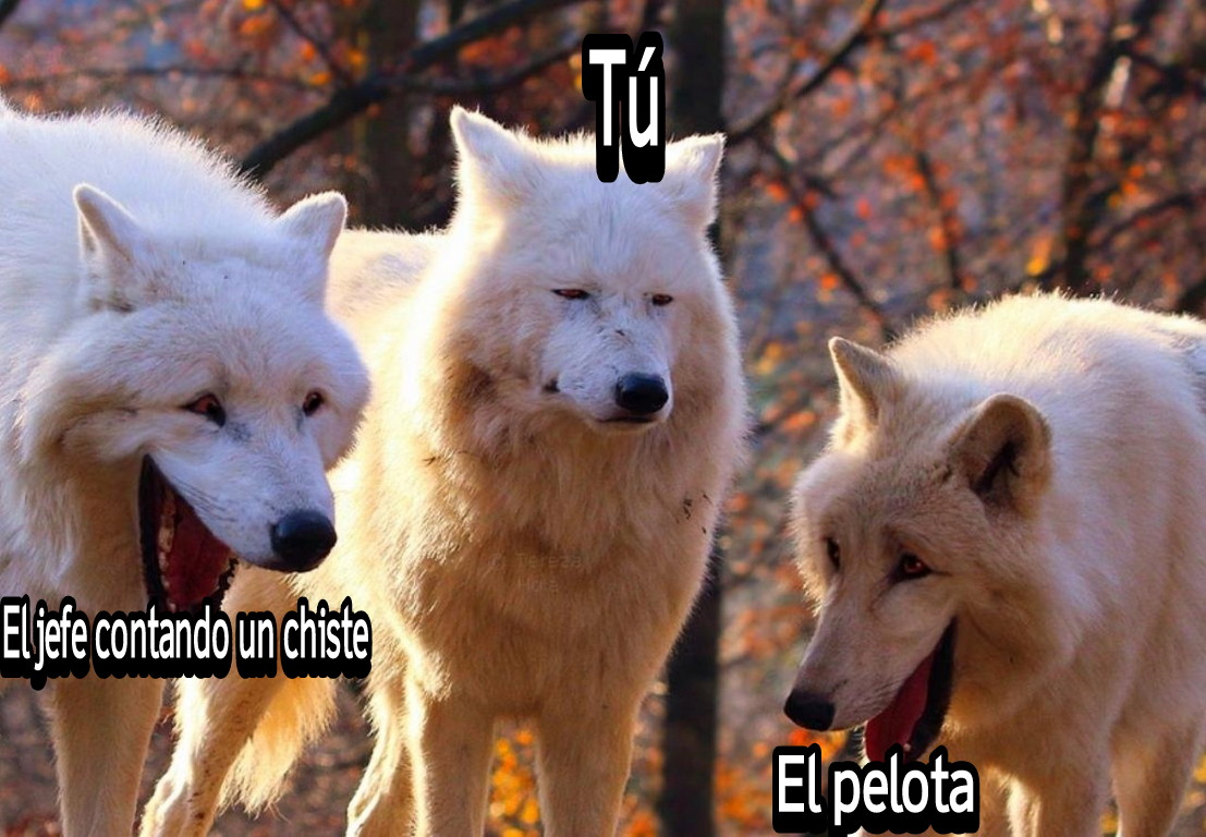 Memes de los Lobos riendose - Memes en Español, la mejor recopilacion ...