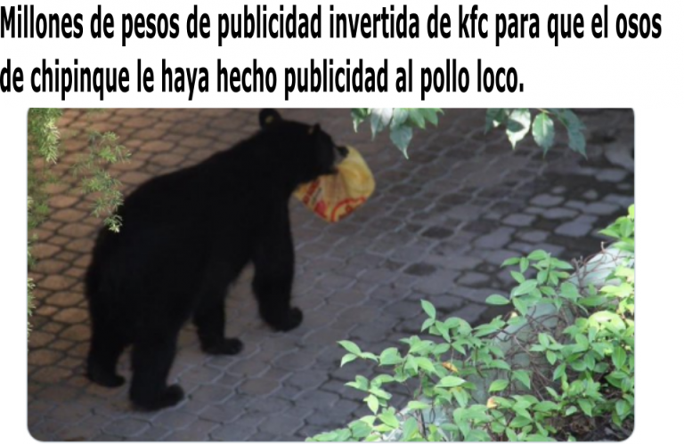 El oso de chipinque vuelve aparecer - Memes en Español, la mejor ...