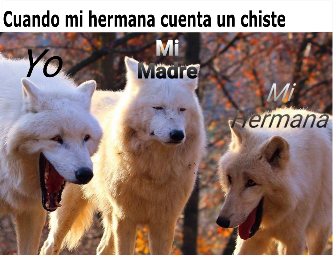 Memes de los Lobos riendose - Memes en Español, la mejor recopilacion ...