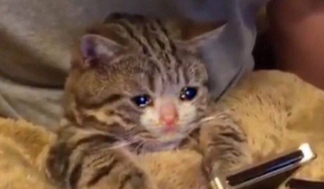 Memes de Gatos Llorando - Memes en Español, la mejor recopilacion de ...